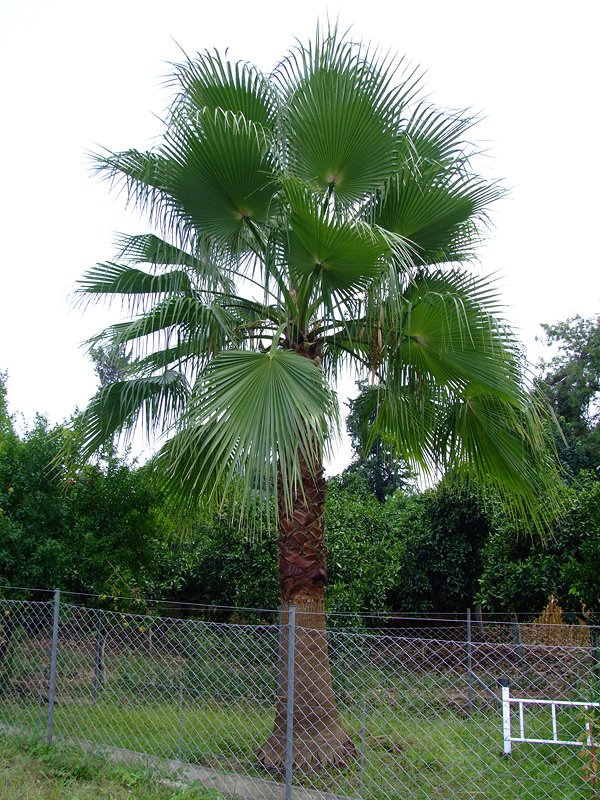 Die Palme in unserem Garten/09-09-15-Palme-09
