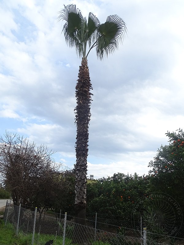 Die Palme in unserem Garten/16-01-23-Palme-1