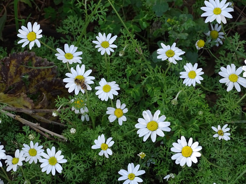 Dann kommen die Papatjas raus und die Wiesen blühen weiß/gelb